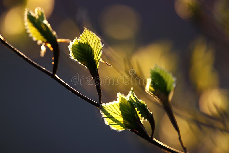 Love the green leaves stock photo. Image of calm, leaves - 30488330