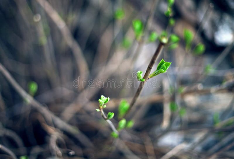 Spring growth stock image. Image of green, fresh, grow - 14585709