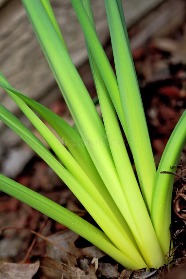 Spring Growth stock photo. Image of season, nature, growth - 580384