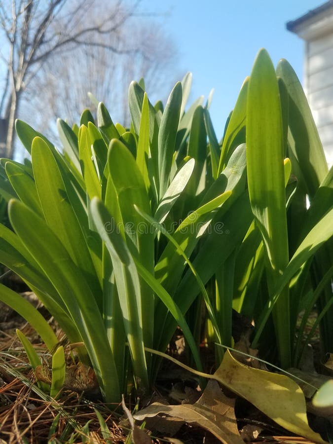 Spring growth daffodils stock image. Image of daffodils - 114019099