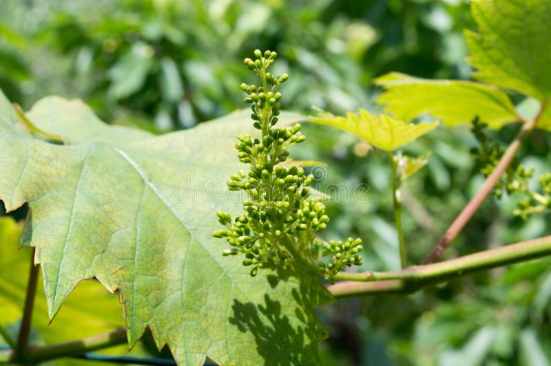 Spring Growth Cycle Concept Stock Image - Image of flower, spray: 242868139