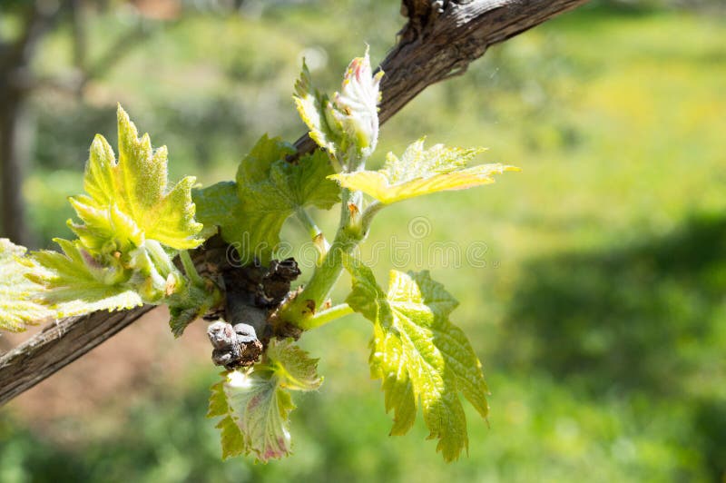 Spring growth of grapevine stock image. Image of cultivation - 277925751