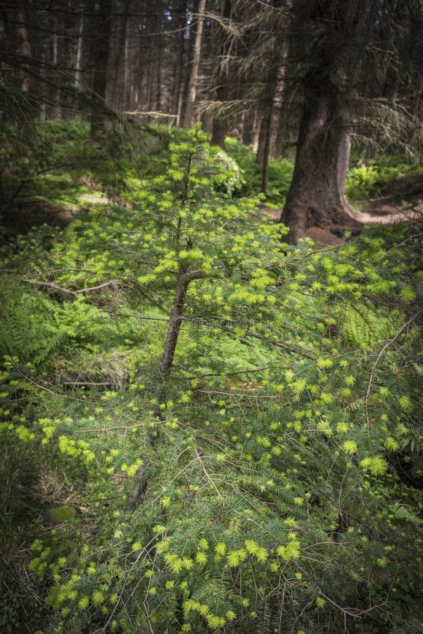 Spring Growth on Pine Tree in Scotland. Stock Image - Image of forest ...