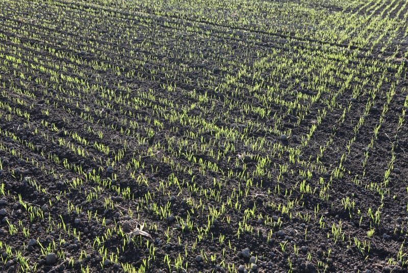 Spring Growth Cycle Concept Stock Image - Image of flower, spray: 242868139