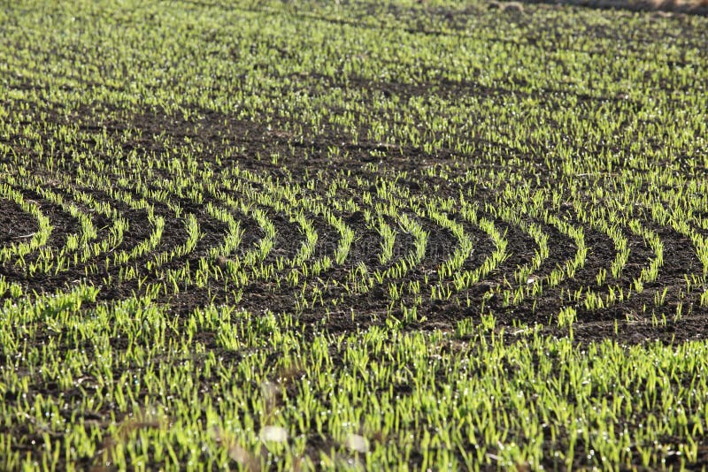 Spring Growth in Wheat Paddock Stock Photo - Image of country, foliage ...