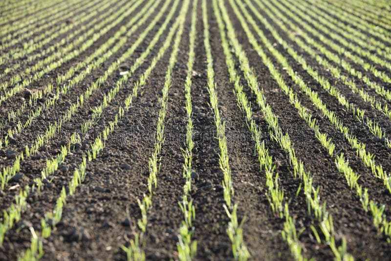 Spring Growth in Wheat Paddock Stock Photo - Image of organic, life ...