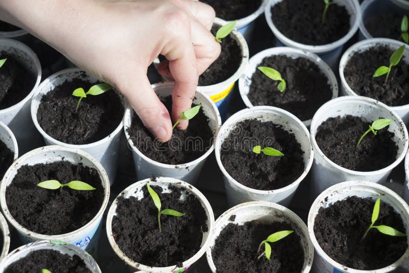 Spring stock photo. Image of light, hand, seasonal, planting - 30125570