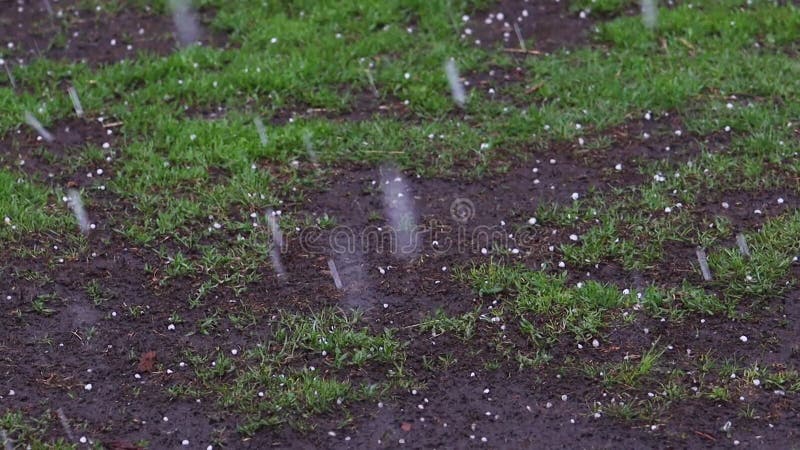 Spring Hail Falling on the First Green Grass Stock Footage - Video of ...
