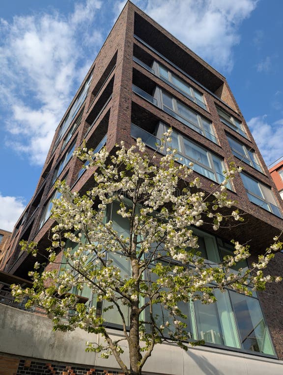 Spring in Hamburg, Flowers on a Tree Stock Image - Image of april, tree ...