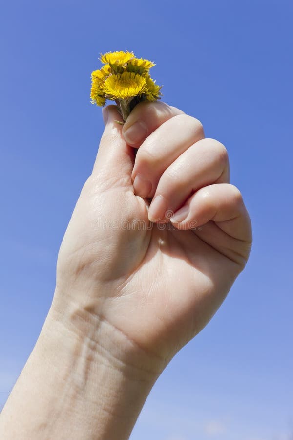 Spring hand stock photo. Image of body, beauty, daisies - 30761584