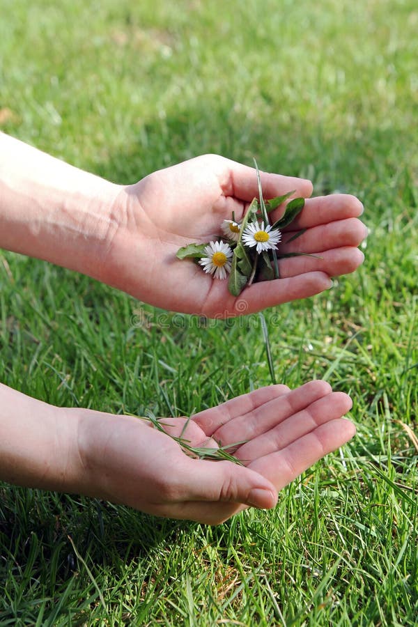 The spring in the hands stock image. Image of away, give - 30805573