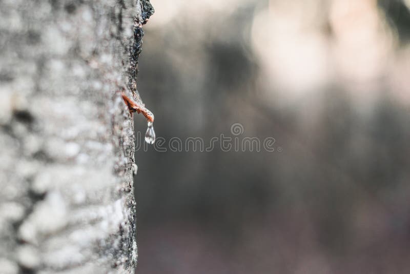 Spring Harvest of Birch Juice Stock Image - Image of birch, april ...