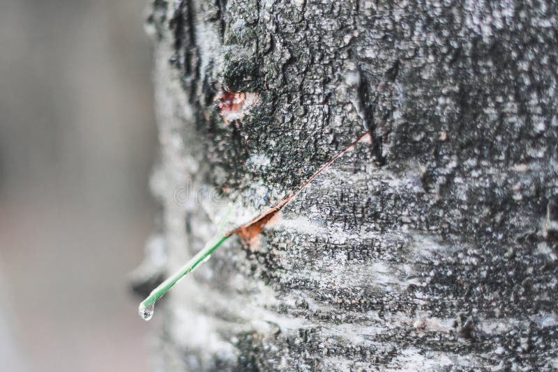 Spring Harvest of Birch Juice Stock Image - Image of healthy, season ...