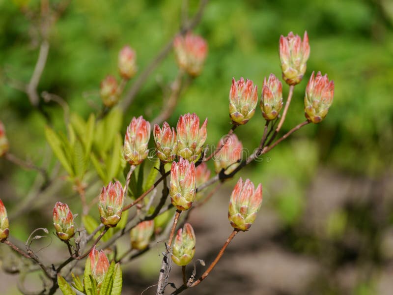 The First Buds on a Tree Branch in Spring. Stock Image - Image of plant ...