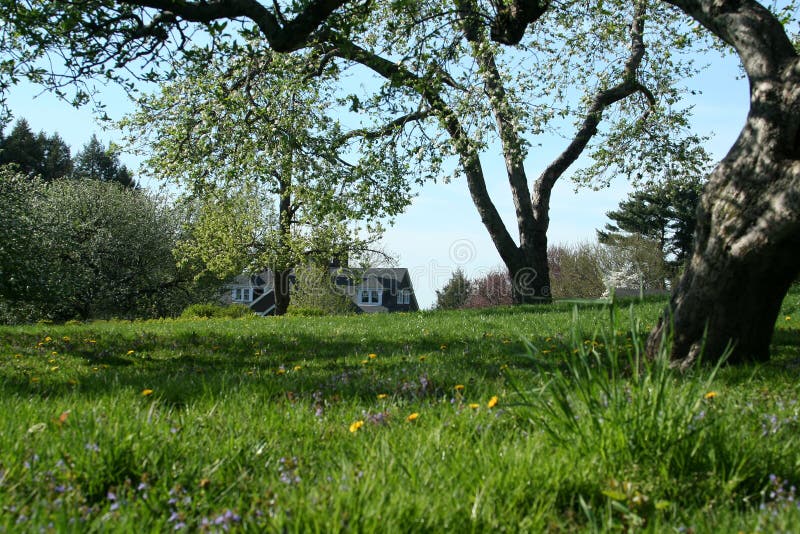 Spring has Arrived stock image. Image of grass, spring - 2393449