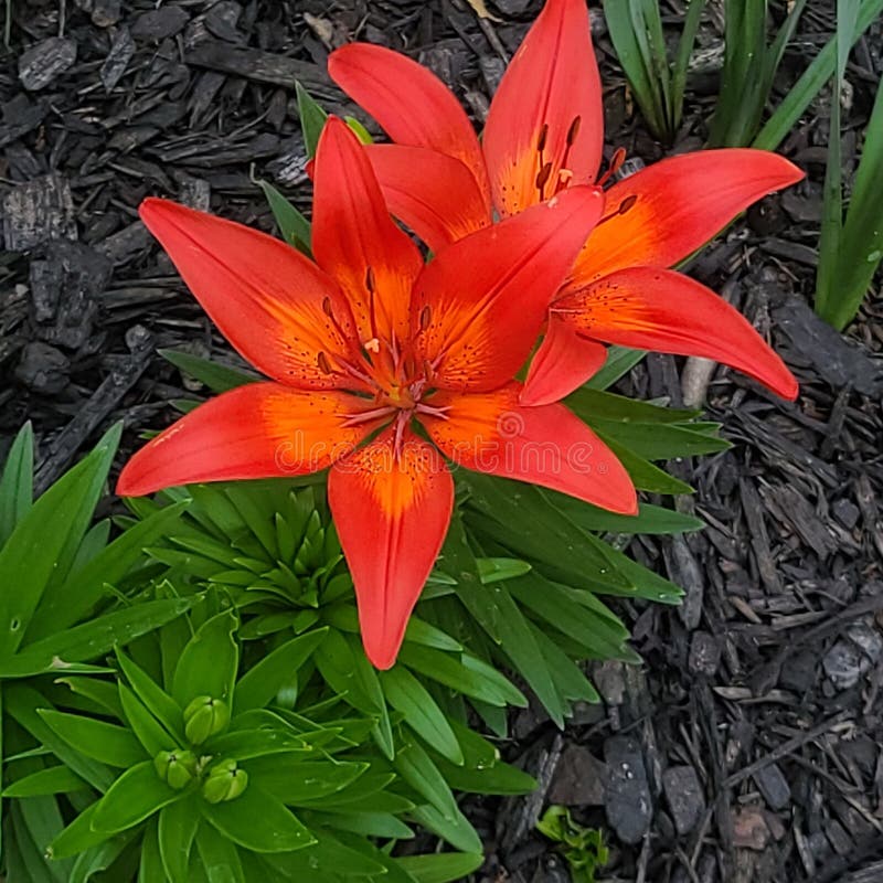 Spring Has Arrived. Day Lilies are Beautiful Stock Image - Image of ...