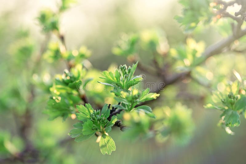 Spring Has Arrived, Nature is Awake - Spring Leaf Spring Leaves Stock ... Spring Has Arrived, Nature is Awake - Spring Leaf Spring Leaves Stock ...