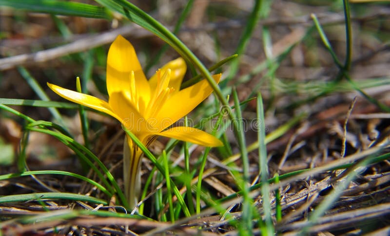Spring has come stock photo. Image of ground, blades - 12819184