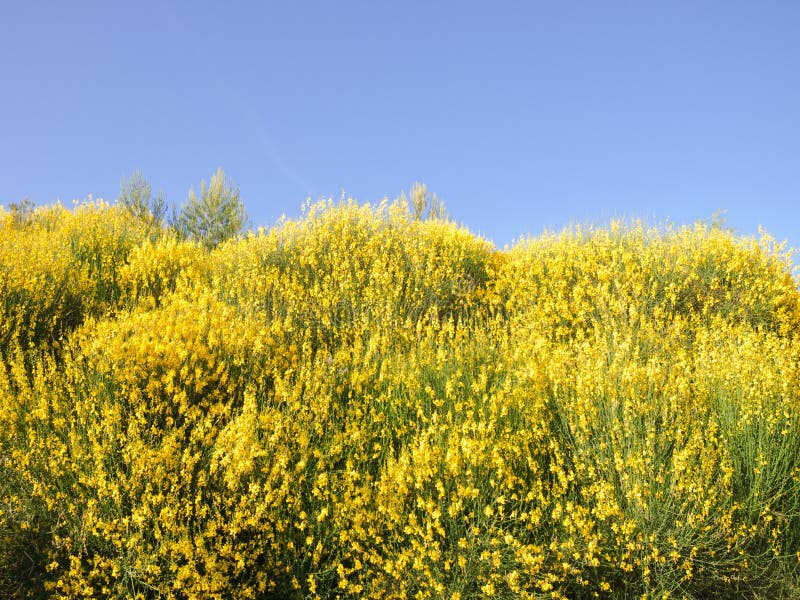 Spring has come stock photo. Image of plants, cytisus - 8476594