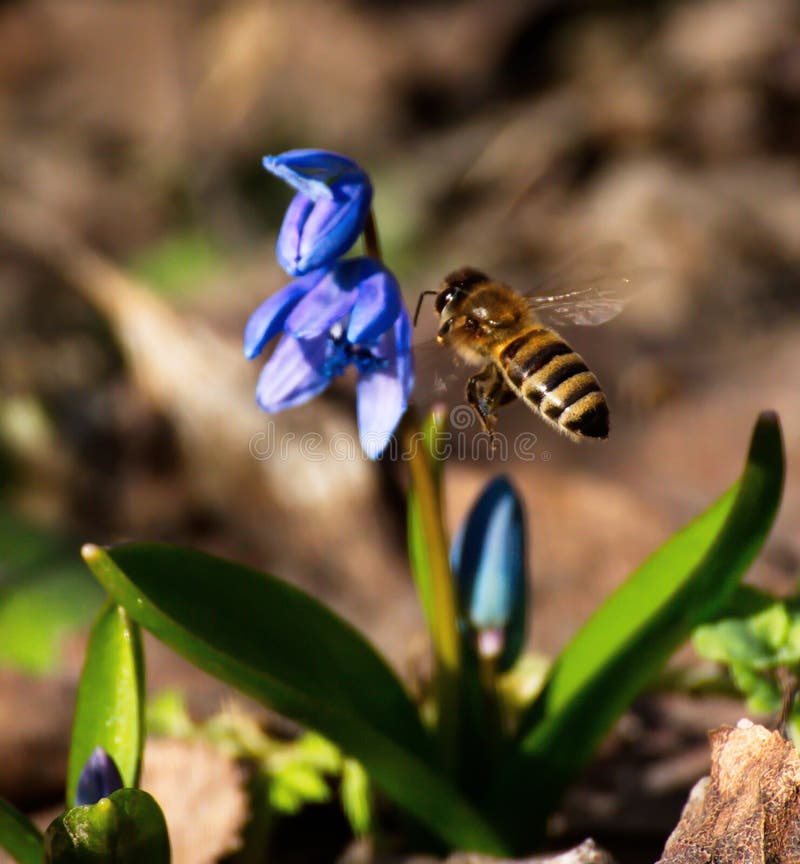 Spring has come stock photo. Image of nature, flower - 40110998