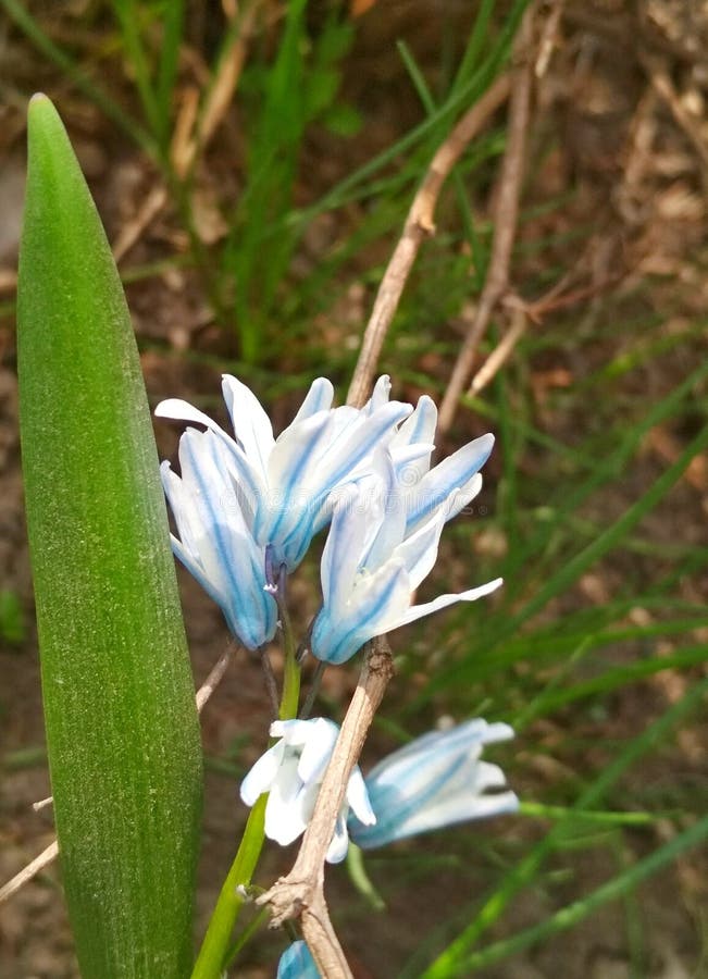 Spring Has Come, Tender Light Blue Flowers in Blossom Stock Photo ...