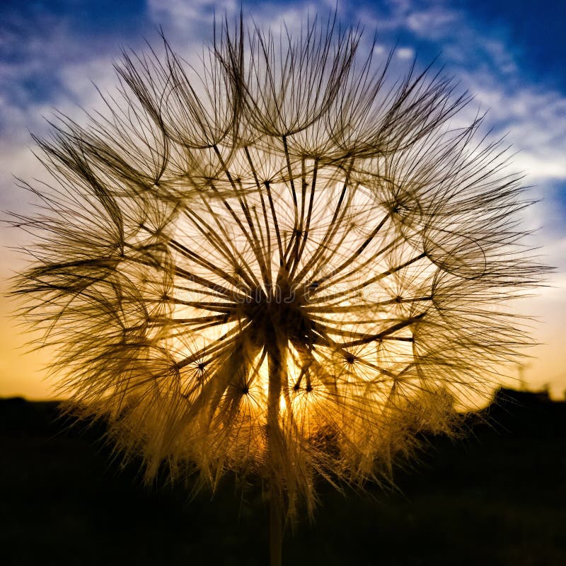 Spring has finally arrived stock image. Image of nature - 217363423