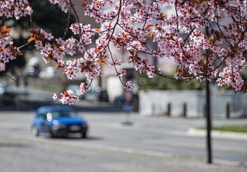 Spring has finally come . stock photo. Image of leaf - 369697060