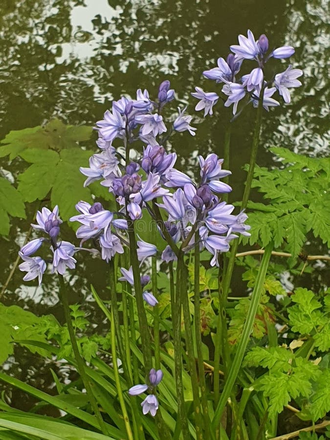 Spring Has Sprang in England Stock Image - Image of plant, meadow ...