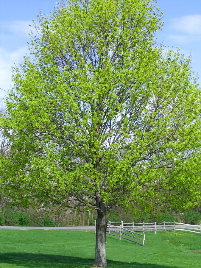 Spring Has Sprung stock image. Image of growth, clouds - 116103