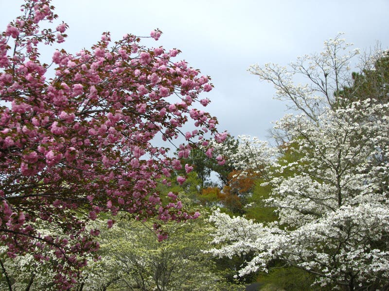 Spring has sprung stock image. Image of buds, colours - 26289595