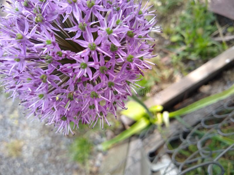 Spring Has sprung stock photo. Image of spring, sprung - 149122216