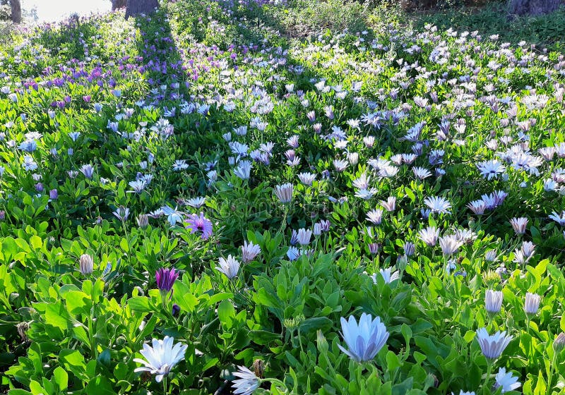 When spring has sprung stock image. Image of flowers - 161226291