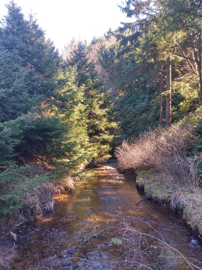 Spring has Sprung stock image. Image of sprung, woods - 143100897