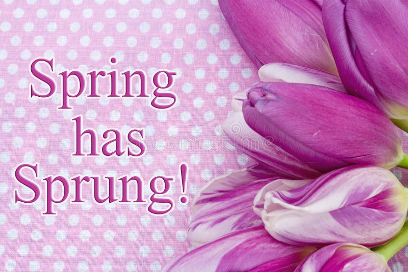 Spring has Sprung Greeting stock image. Image of polka - 68423483