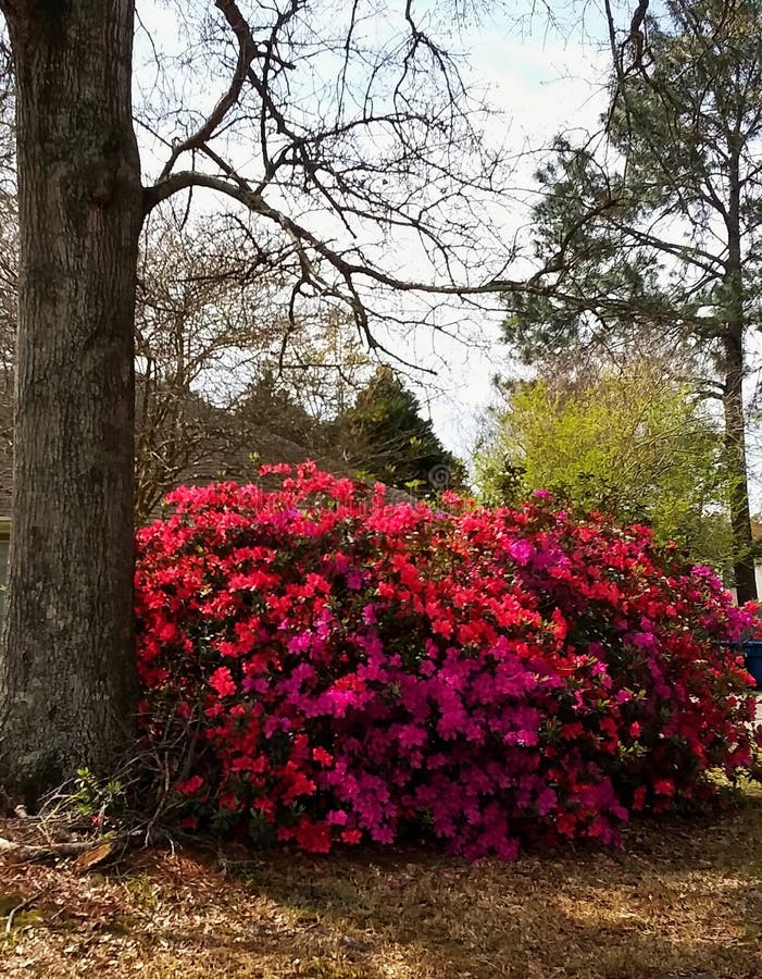 Spring has Sprung stock image. Image of sprung, roadview - 131903667