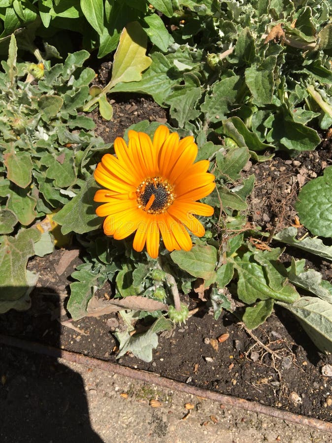 The Perfect Flower with Its Ornaments Stock Photo - Image of catalunya ...