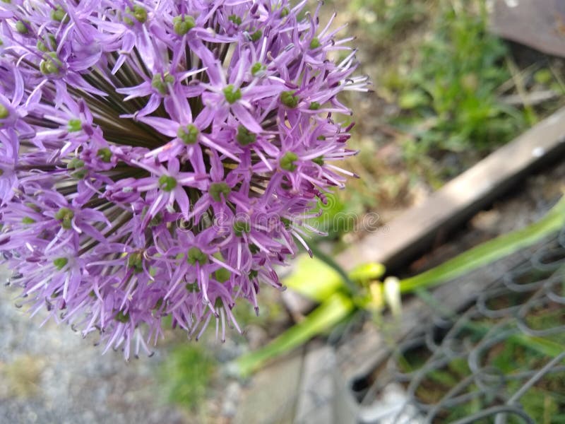 Spring has sprung stock image. Image of spring, flower - 149122153