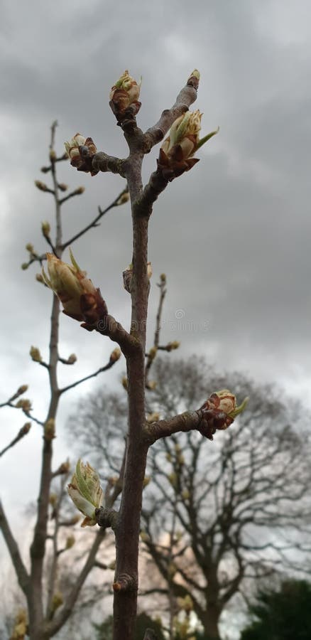 Spring has sprung stock image. Image of nature, sprung - 147815893