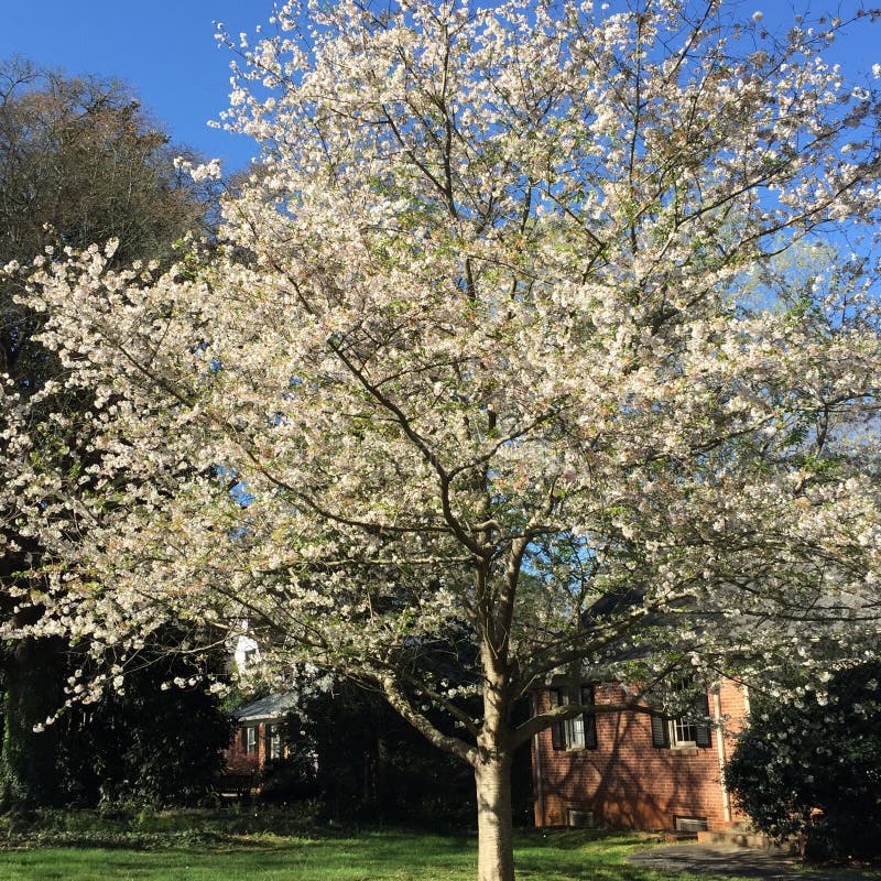 Spring has sprung editorial image. Image of spring, bloom - 91632470