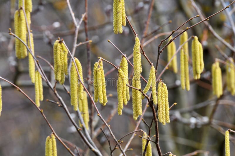 In the Spring, Hazel Corylus Avellana Blooms in the Forest Stock Photo ...