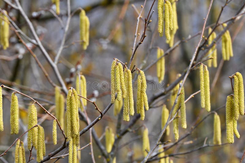 In the Spring, Hazel Corylus Avellana Blooms in the Forest Stock Image ...