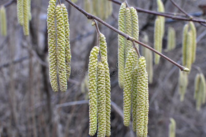In the Spring, Hazel Corylus Avellana Blooms in the Forest Stock Image ...