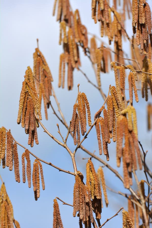 In the Spring, Hazel (Corylus Avellana) Blooms in the Forest Stock ...