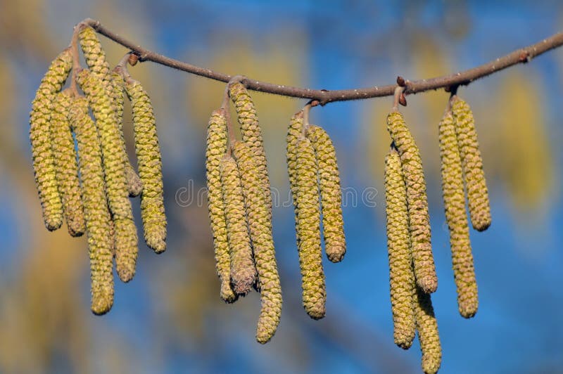 In the Spring, Hazel (Corylus Avellana) Blooms in the Forest Stock ...