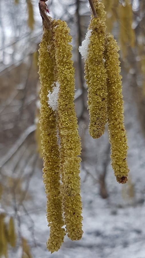 Spring hazel tree flowers stock image. Image of forest - 110765165
