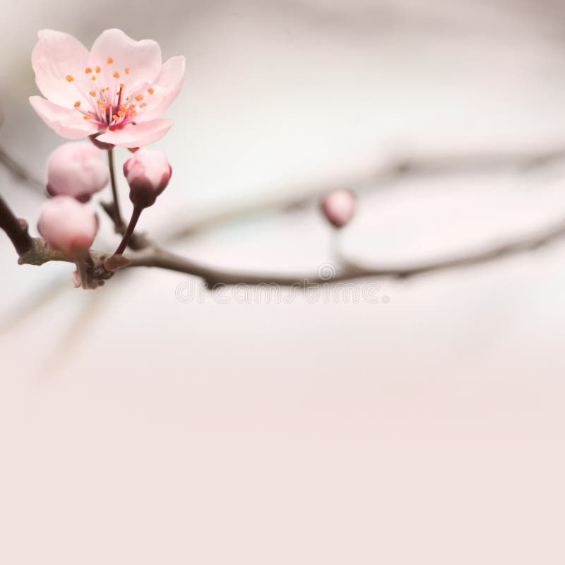 Spring Header with Copy Space. Stock Image - Image of copyspace, pink ...
