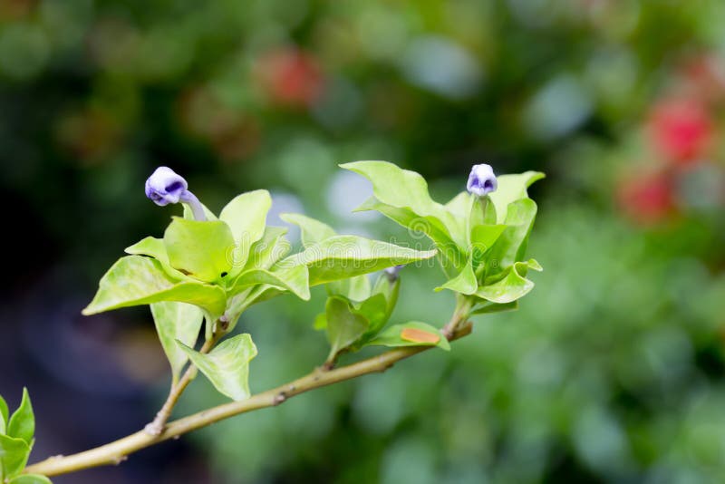 Spring Header with Purple Flower, Buds and Copy Space. Stock Photo ...