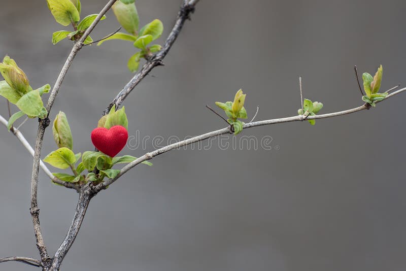 Spring in heart stock photo. Image of decor, outdoor - 39622322