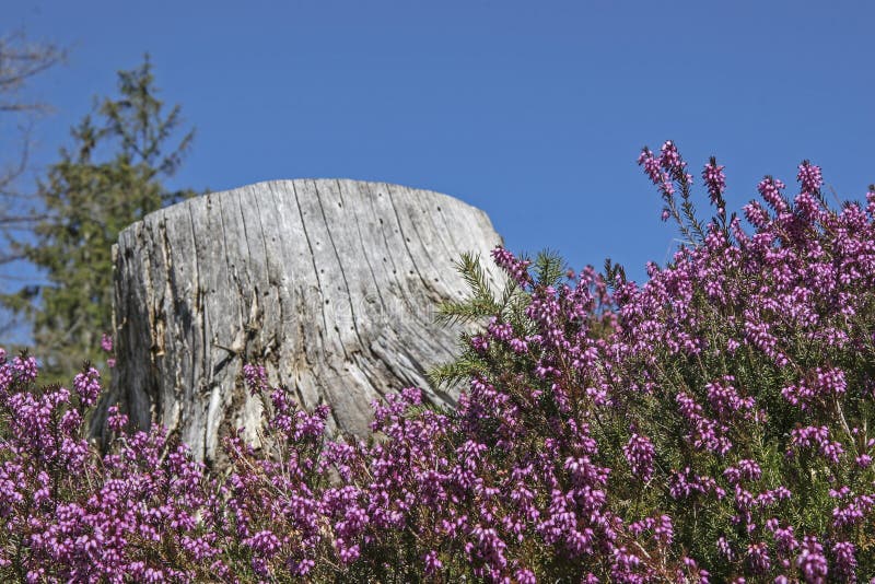 Spring Heather with Rootstock Stock Image - Image of stump, tree: 86009795
