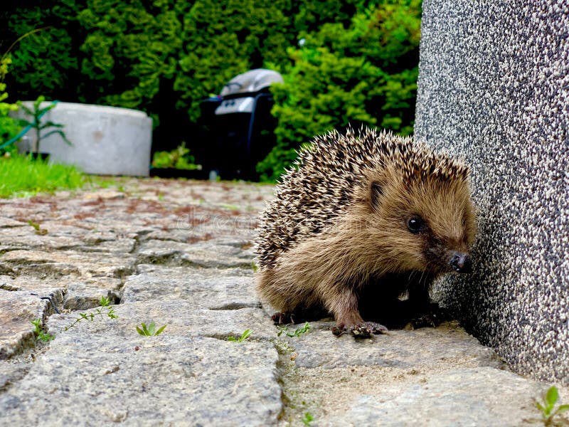 Hedgehog in the back jard stock photo. Image of nature - 232090004
